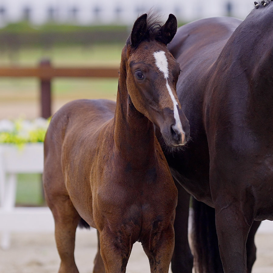 Ping Pong by Parero / Fürstenball | HORSE24