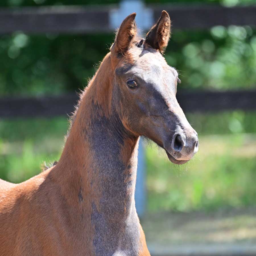 Blenheim by Balvenie / Casskeni II | DSP - ONLINE-AUKTIONEN