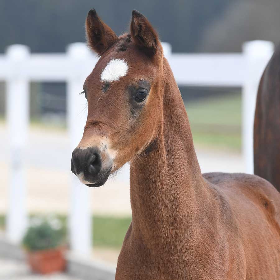 Bonifacio by Bohemian / Weltpoet | HORSE24