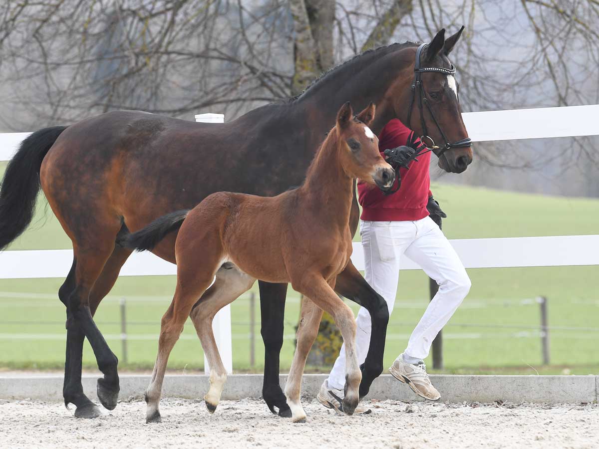 Bonifacio by Bohemian / Weltpoet | HORSE24