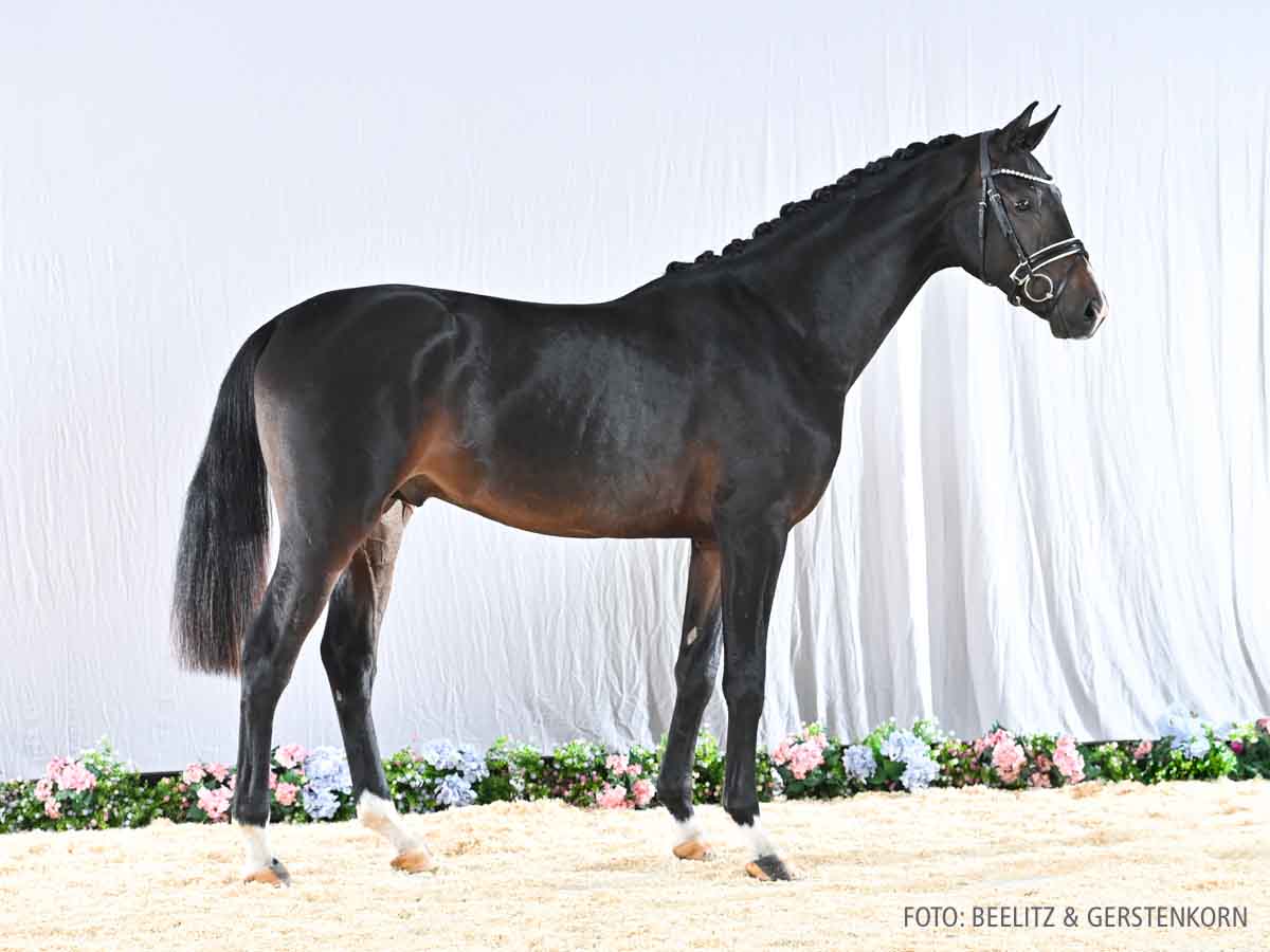 Raven / Fürst Wilhelm by Raven / Fürst Wilhelm | HANNOVERANER VERBAND E.V.