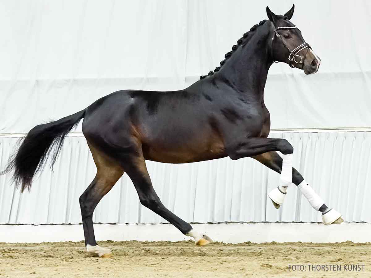Raven / Fürst Wilhelm by Raven / Fürst Wilhelm | HANNOVERANER VERBAND E.V.
