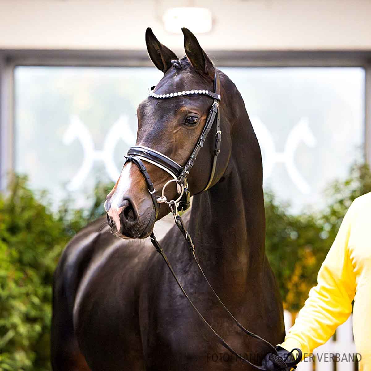 Raven / Fürst Wilhelm by Raven / Fürst Wilhelm | HANNOVERANER VERBAND E.V.