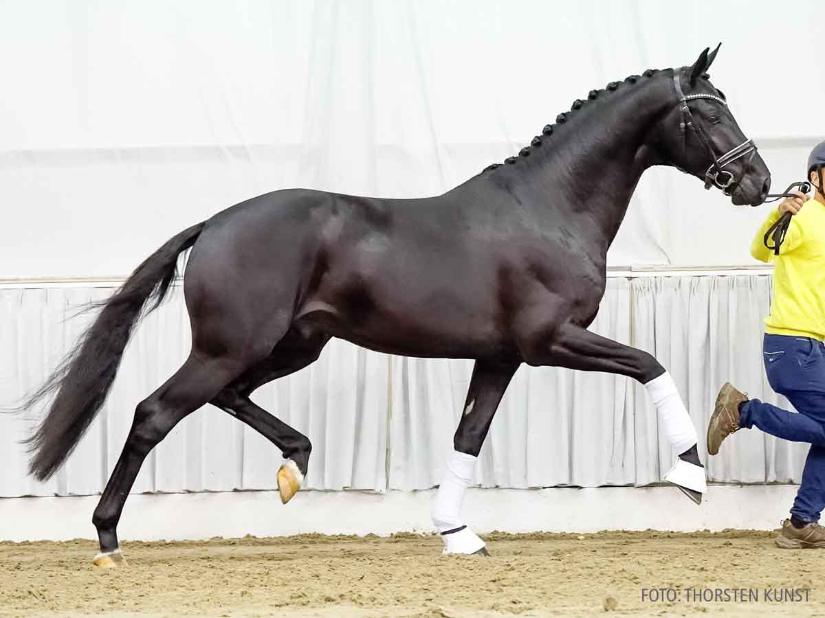 Total Diamond PS / Asgard's Ibiza by Total Diamond PS / Asgard's Ibiza ...