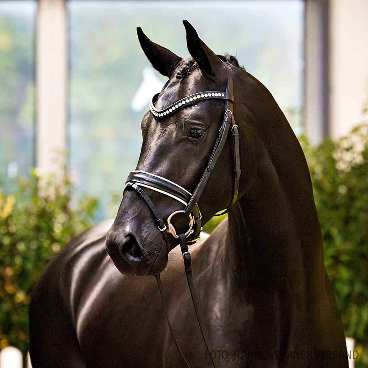 Total Diamond PS / Asgard's Ibiza by Total Diamond PS / Asgard's Ibiza ...