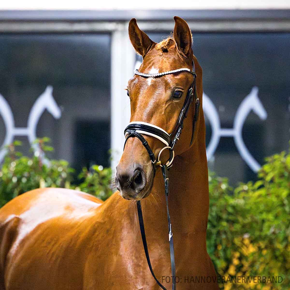 Vitalis / Fürst Romancier by Vitalis / Fürst Romancier | HANNOVERANER ...