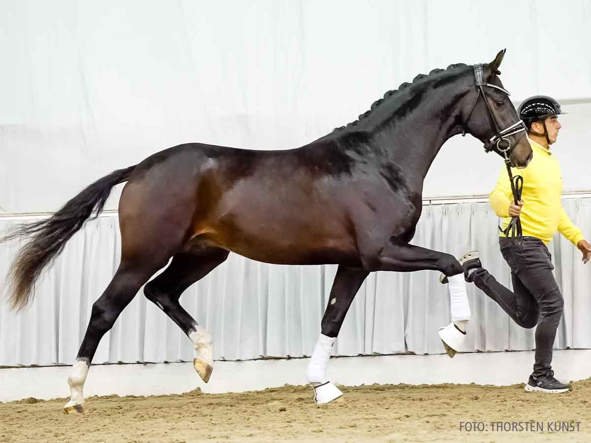 Zanetti / Don Index by Zanetti / Don Index | HANNOVERANER VERBAND E.V.