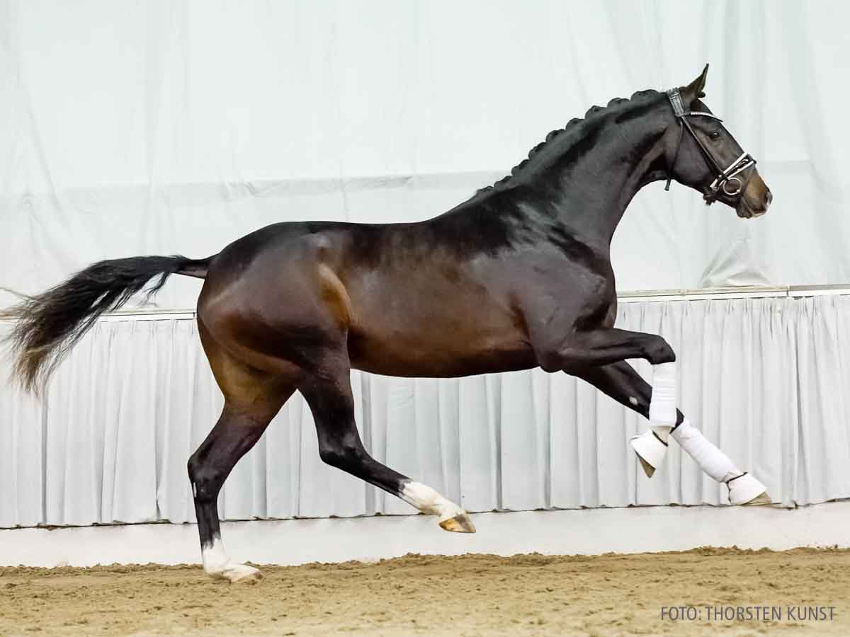 Zanetti / Don Index by Zanetti / Don Index | HANNOVERANER VERBAND E.V.