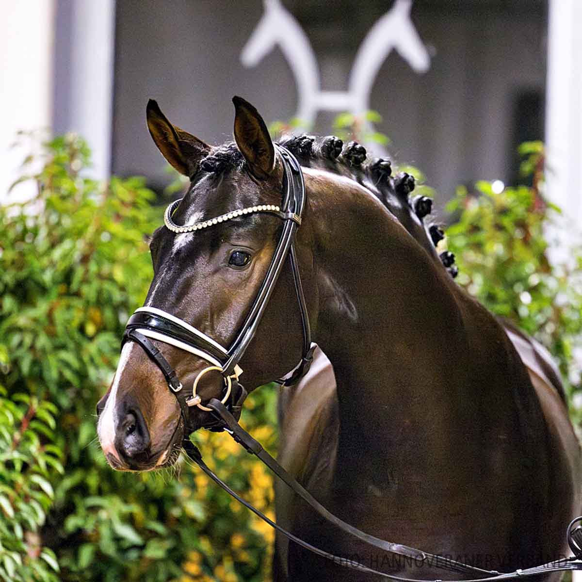 Zanetti / Don Index by Zanetti / Don Index | HANNOVERANER VERBAND E.V.