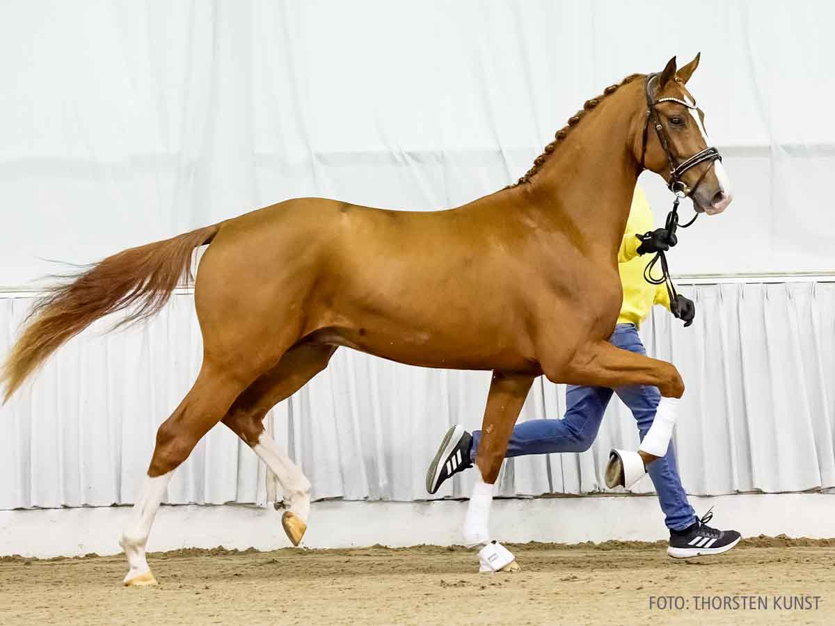 Bonds / Diamond Hit by Bonds / Diamond Hit | HANNOVERANER VERBAND E.V.