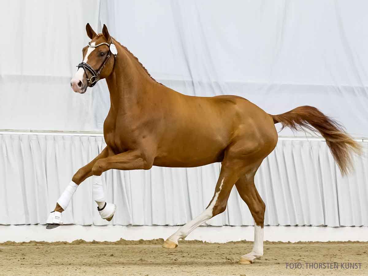 Bonds / Diamond Hit by Bonds / Diamond Hit | HANNOVERANER VERBAND E.V.