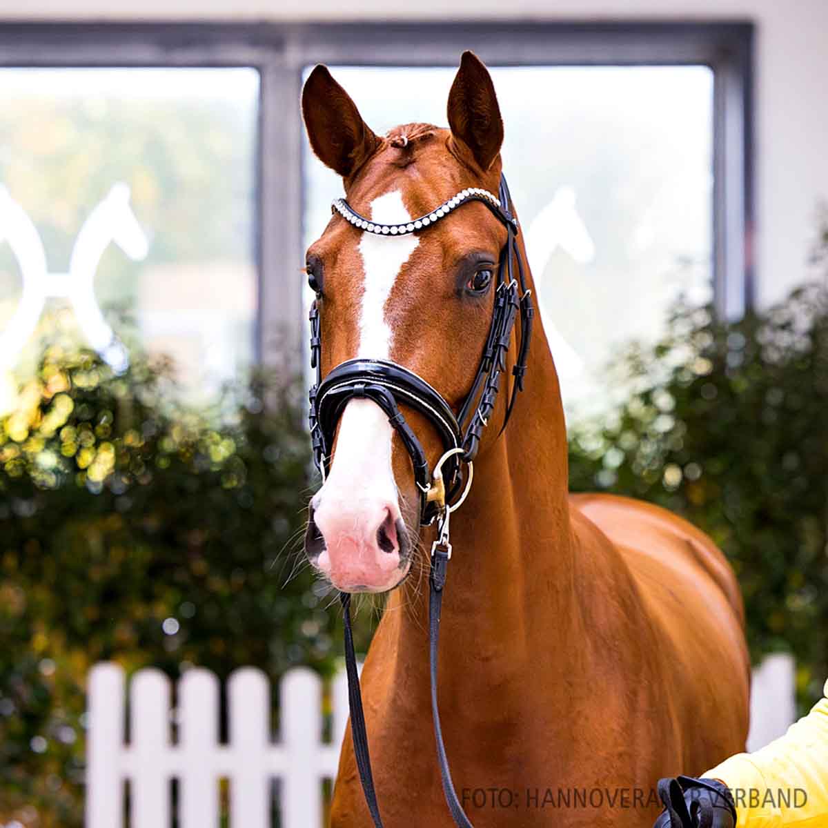 Bonds / Diamond Hit by Bonds / Diamond Hit | HANNOVERANER VERBAND E.V.