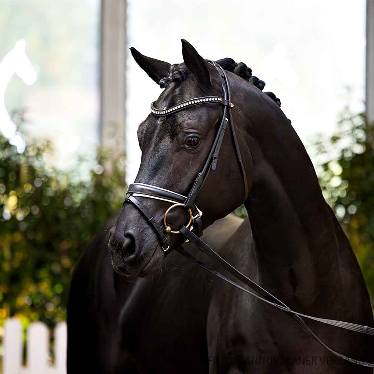 Despacito / Abanos by Despacito / Abanos | HANNOVERANER VERBAND E.V.