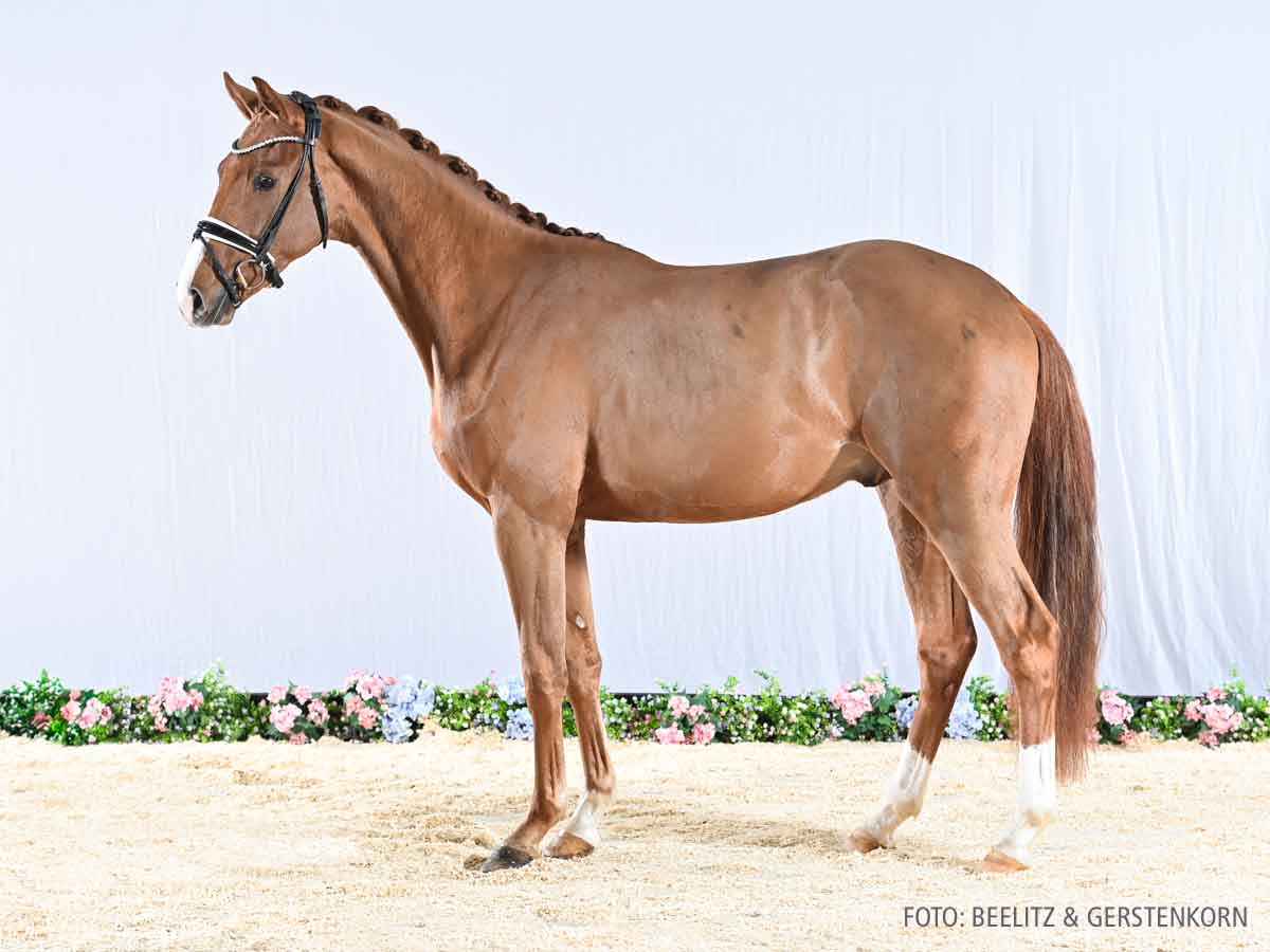 Dynamic Dream / Borsalino by Dynamic Dream / Borsalino | HANNOVERANER ...