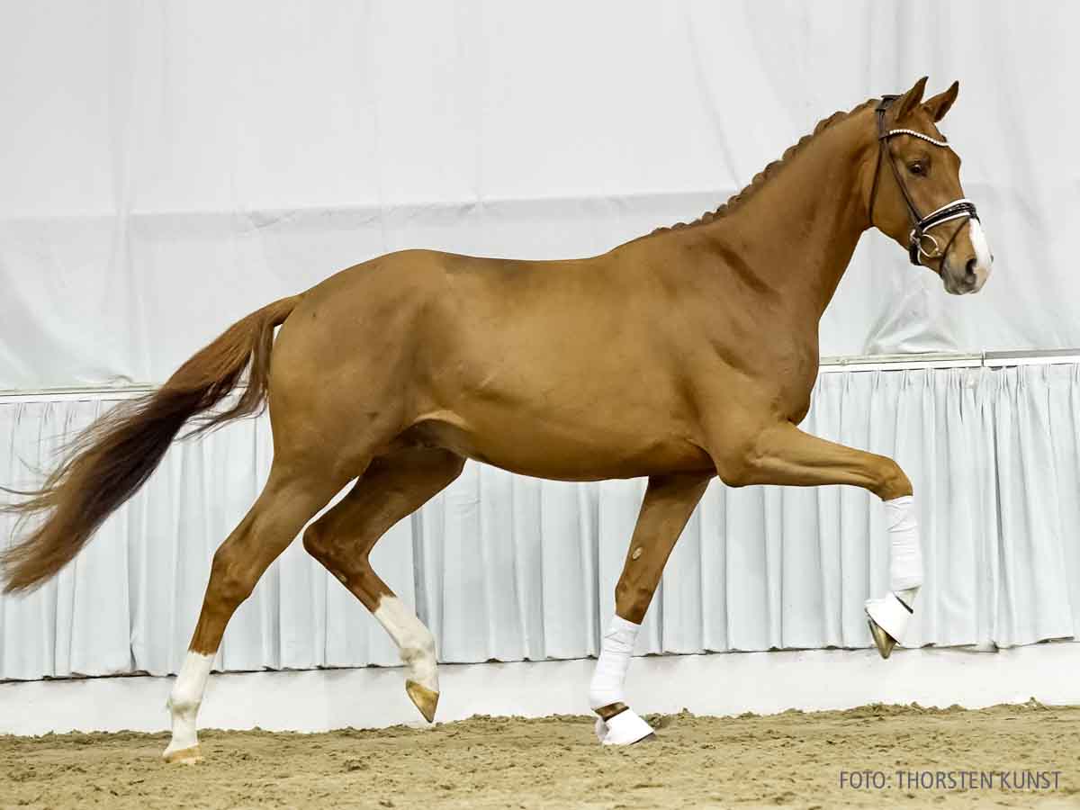 Dynamic Dream / Borsalino by Dynamic Dream / Borsalino | HANNOVERANER VERBAND E.V.