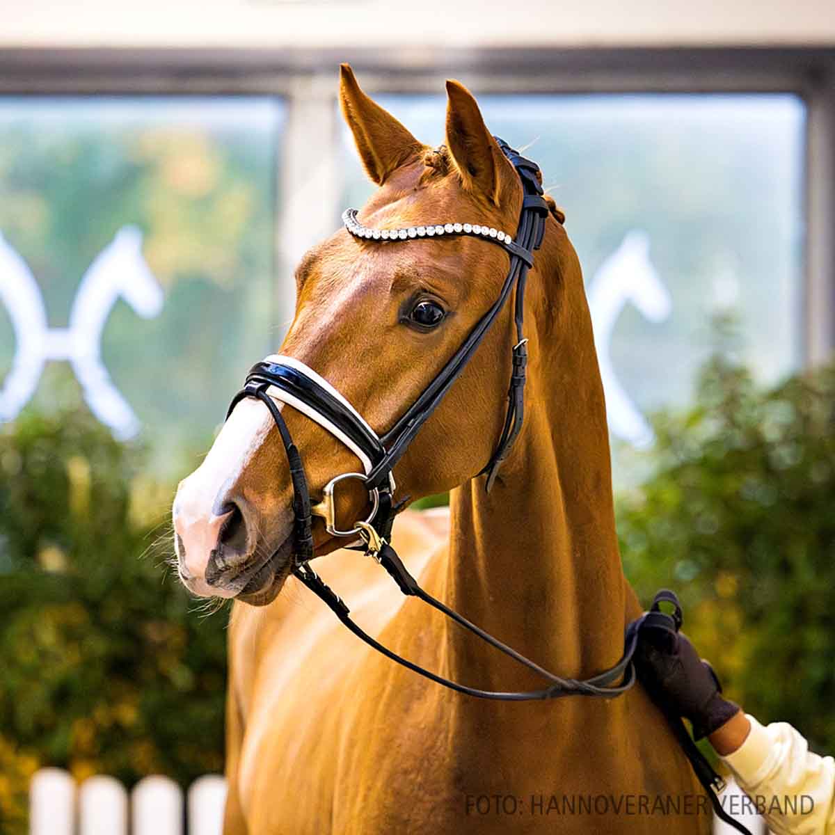 Dynamic Dream / Borsalino by Dynamic Dream / Borsalino | HANNOVERANER ...