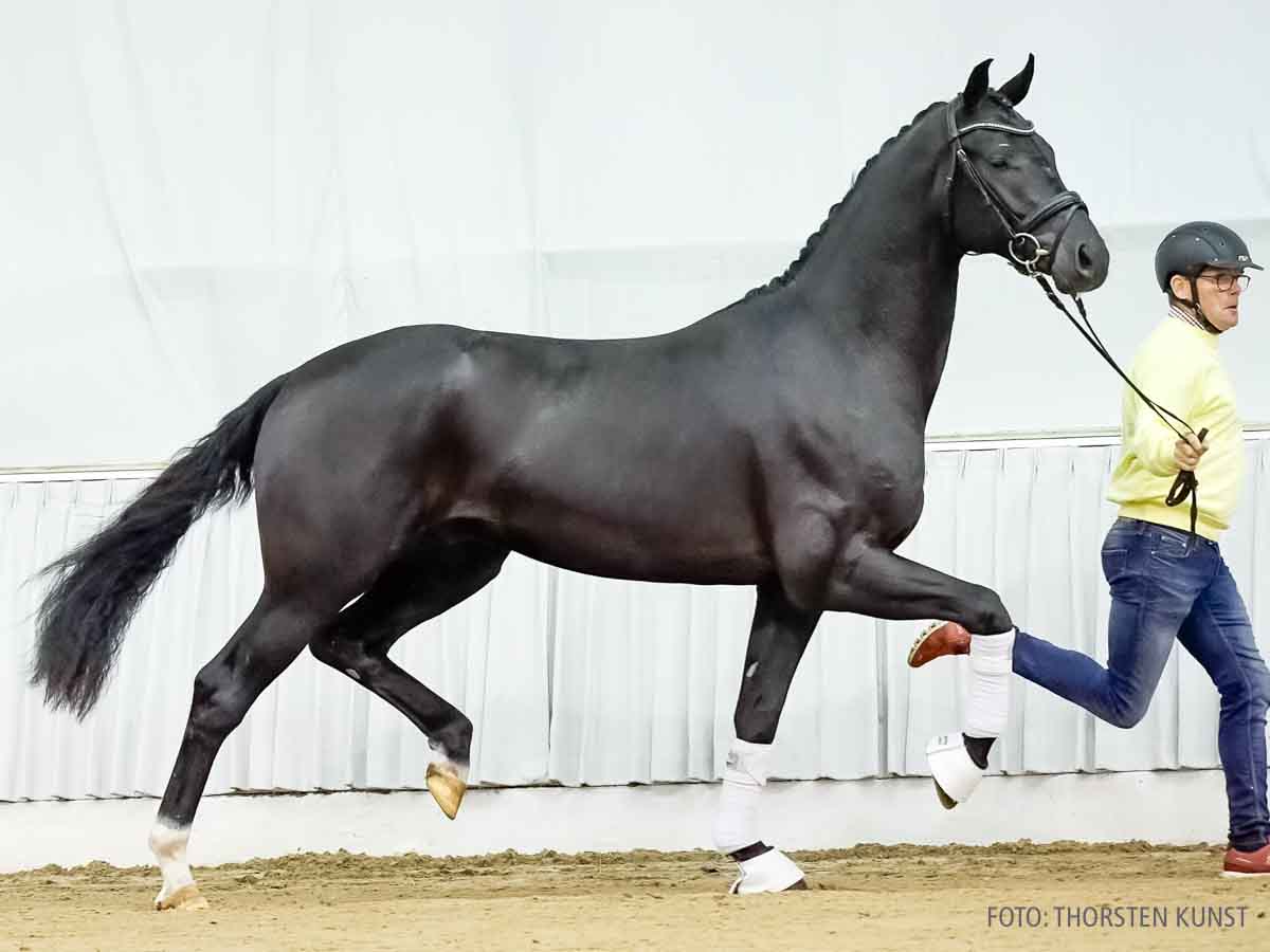 Dynamic Dream / Danone I by Dynamic Dream / Danone I | HANNOVERANER ...