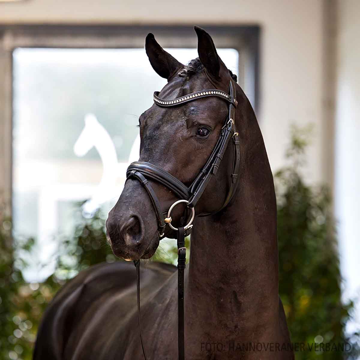 Dynamic Dream / Danone I by Dynamic Dream / Danone I | HANNOVERANER ...